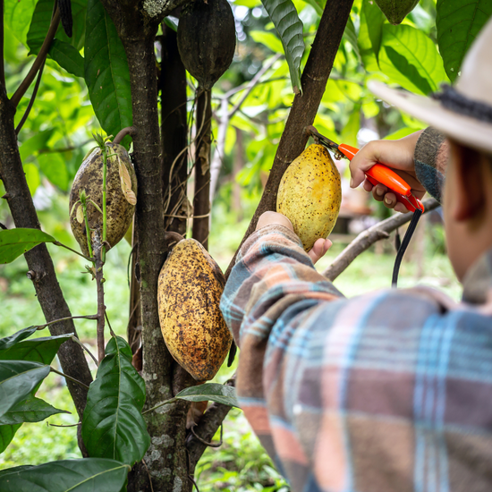 News – SWEET-SWITCH®